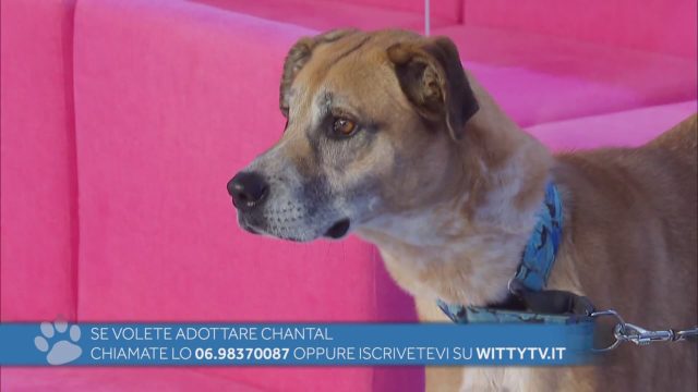 Chantal – Adotta un Amico - Witty TV